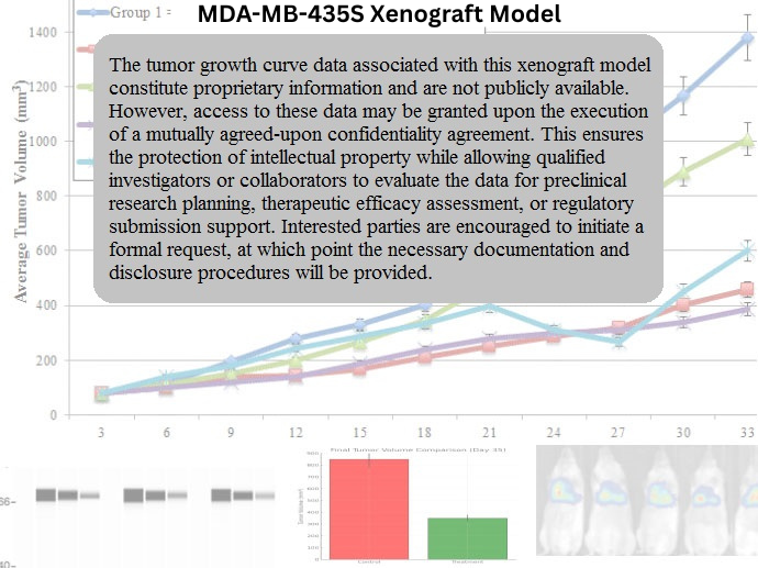 MDA-MB-435S Xenograft Model – Xenograft Model Database